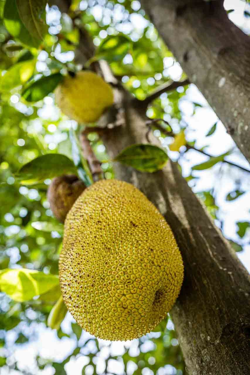 How to Grow and Care for a Jackfruit Tree - The Tropic Garden